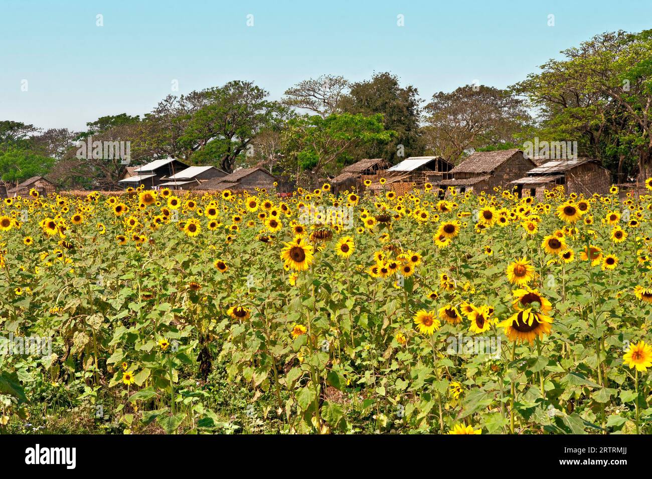 Cottage village and field with sunflowers, Myanmar Stock Photo - Alamy