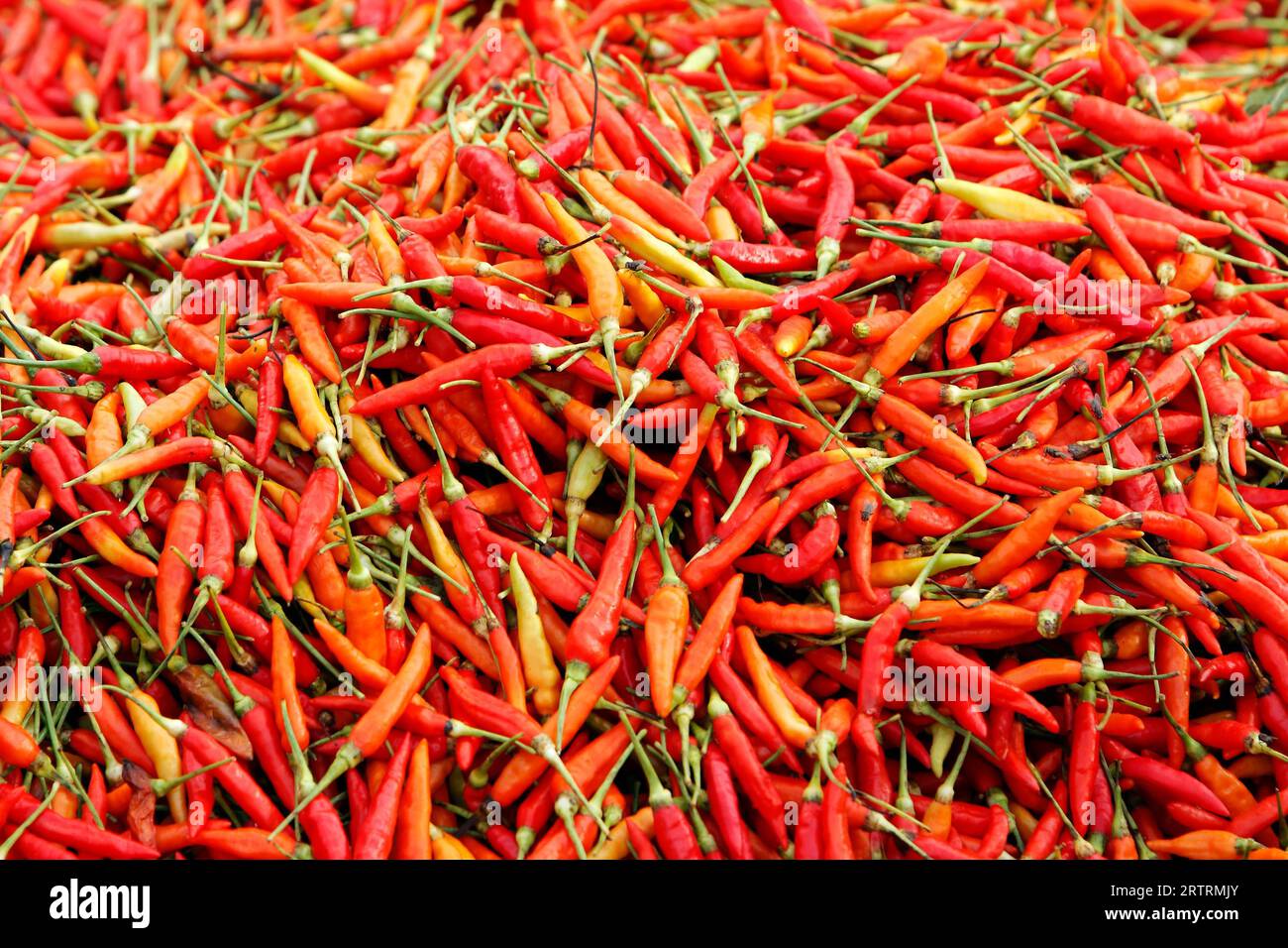 Chilli (Capsicum) sale on the market, Indonesia Stock Photo - Alamy