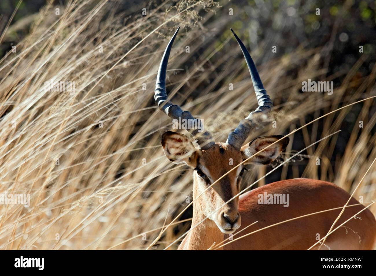 Impala (Aepyceros) antelope male in tall grass, Moremi, Botswana Stock ...