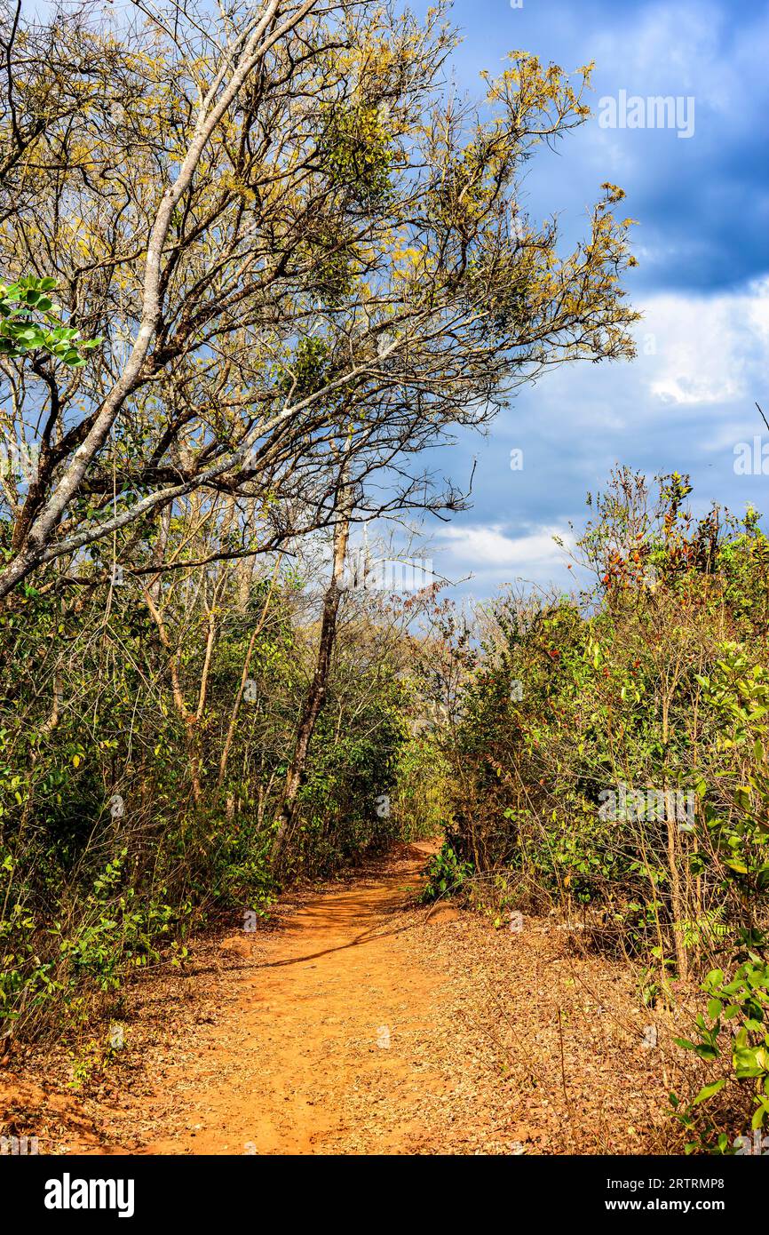 Dry dense vegetation hi-res stock photography and images - Alamy