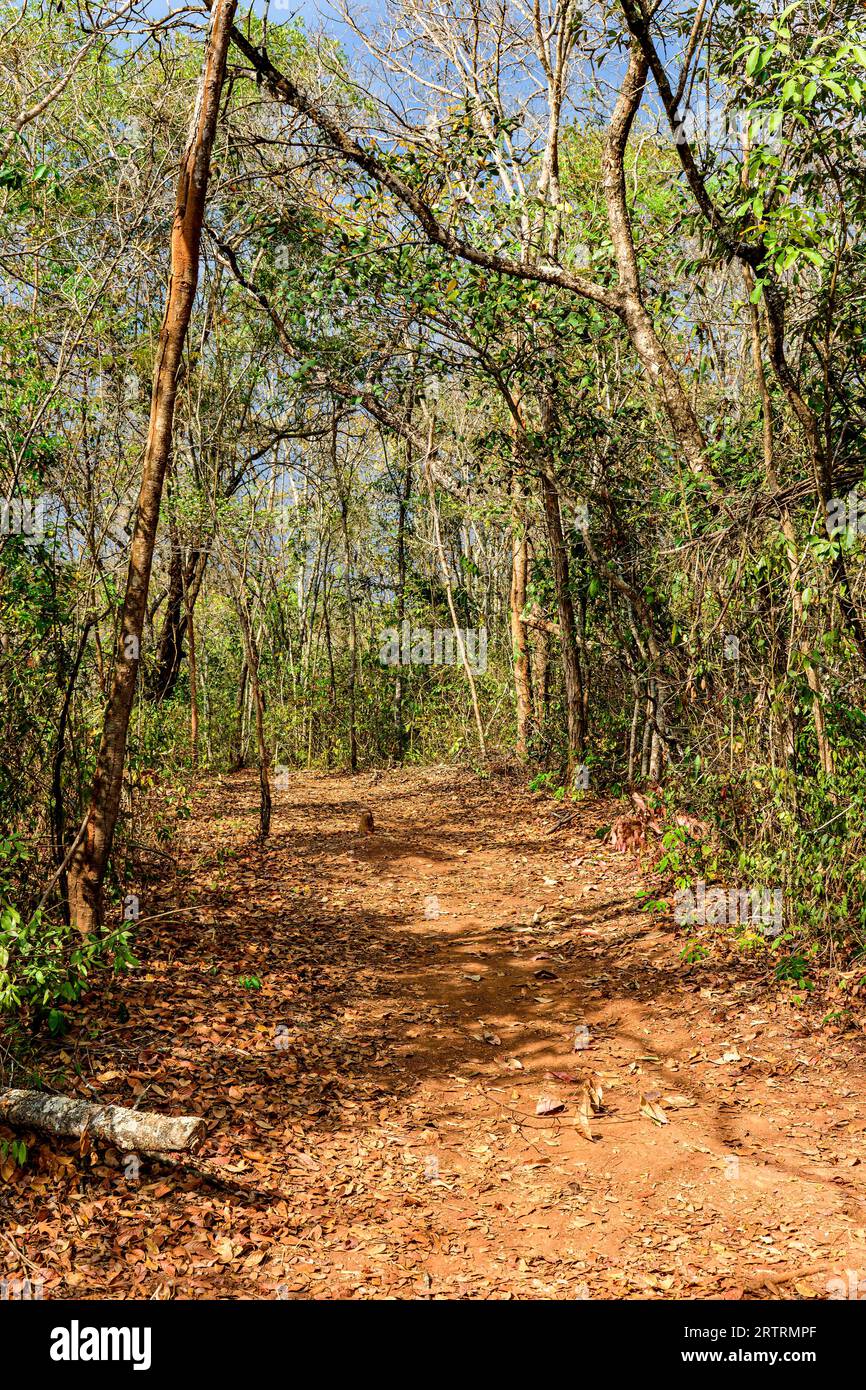 Road dense vegetation hi-res stock photography and images - Alamy