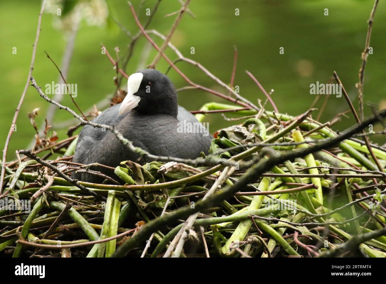 Brooding behavior hi-res stock photography and images - Alamy