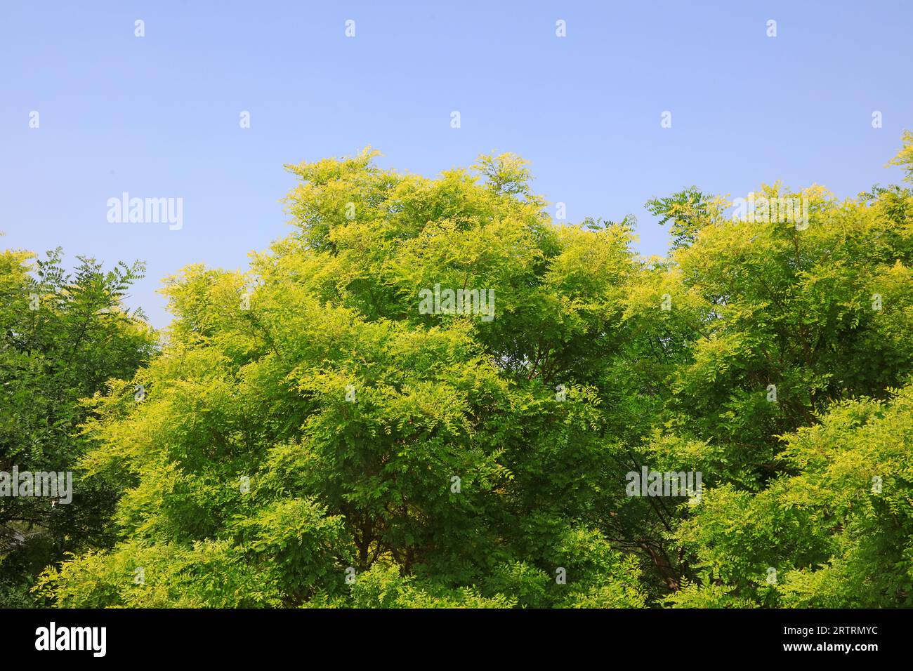 crown of Sophora tree in blue sky Stock Photo - Alamy