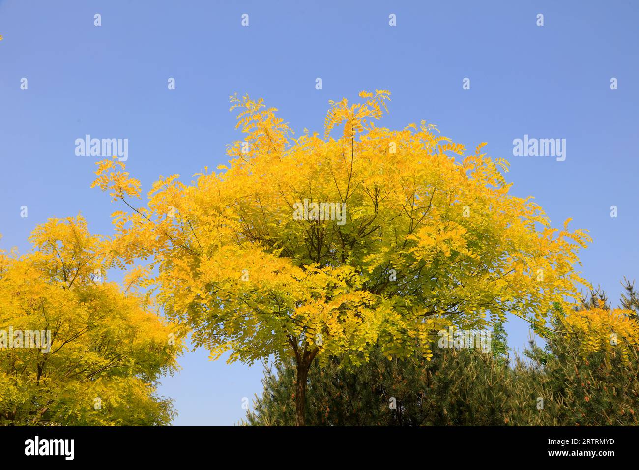 Chinese scholar tree in the blue sky Stock Photo - Alamy