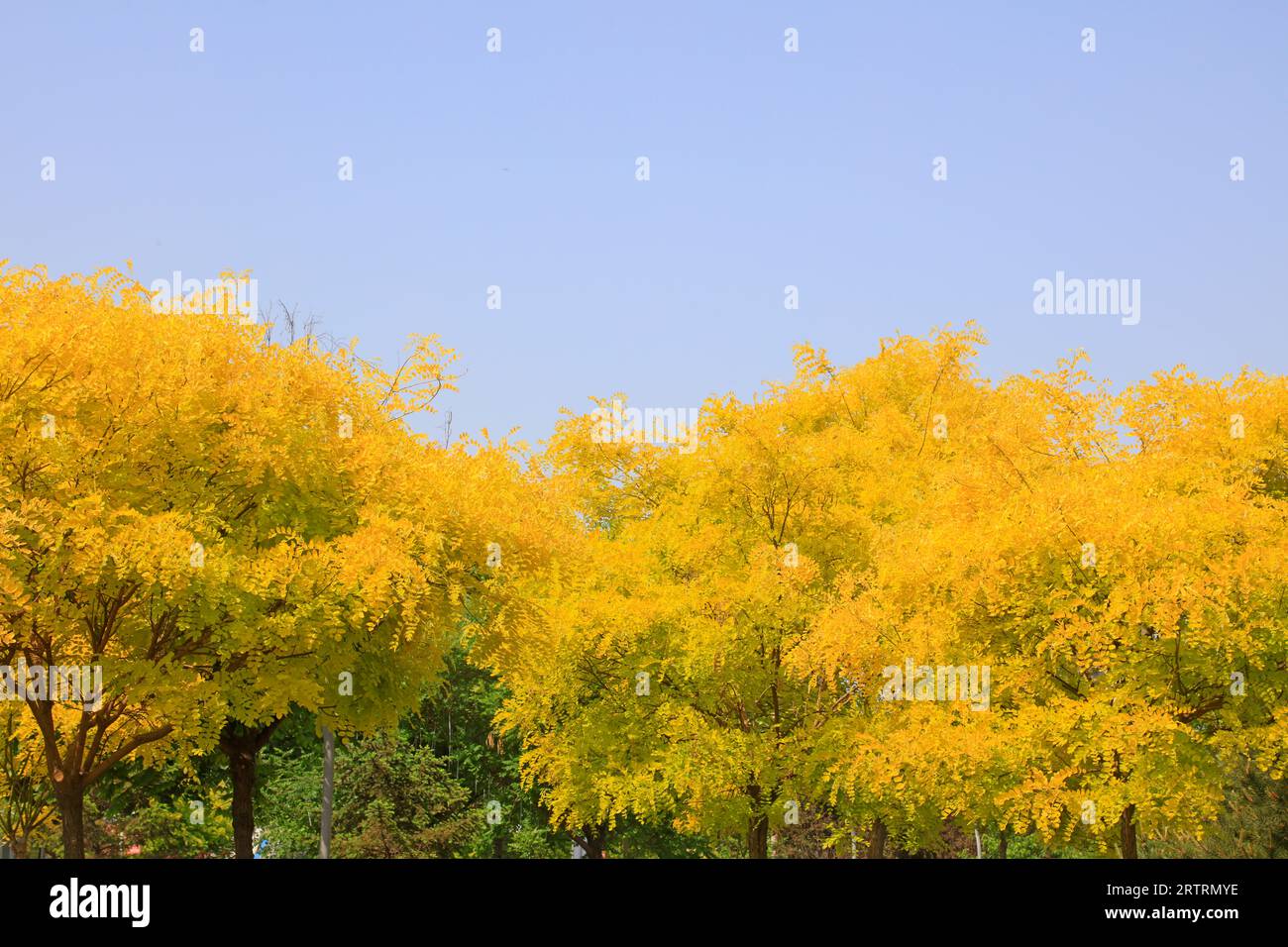 Chinese scholar tree in the blue sky Stock Photo - Alamy