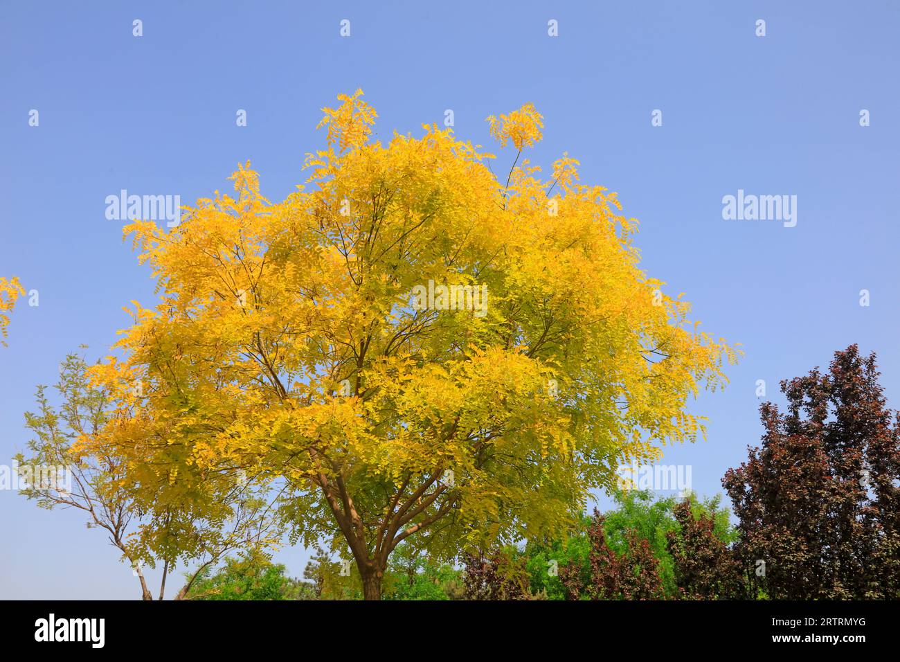 Chinese scholar tree in the blue sky Stock Photo - Alamy