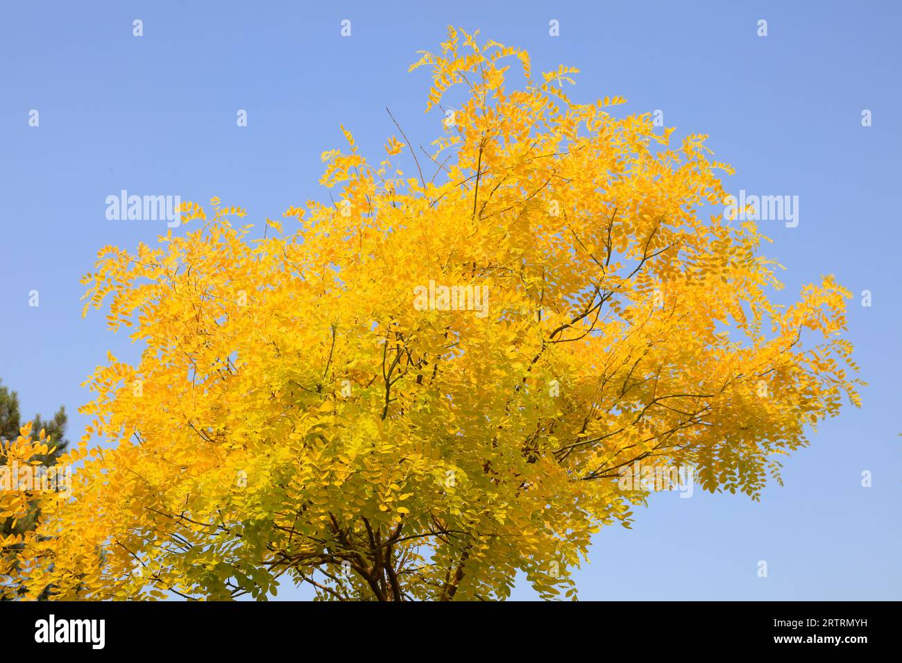 Chinese scholar tree in the blue sky Stock Photo - Alamy