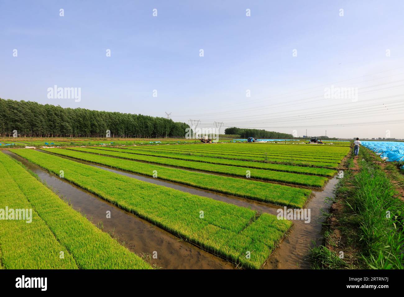 Rice seedling bed Stock Photo - Alamy