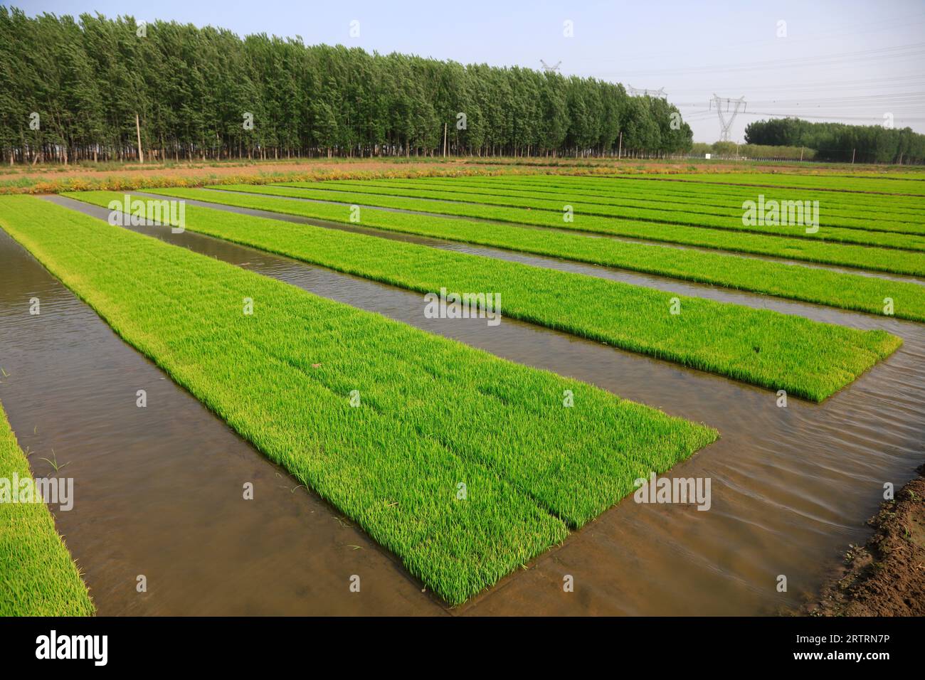 Rice seedling bed Stock Photo - Alamy
