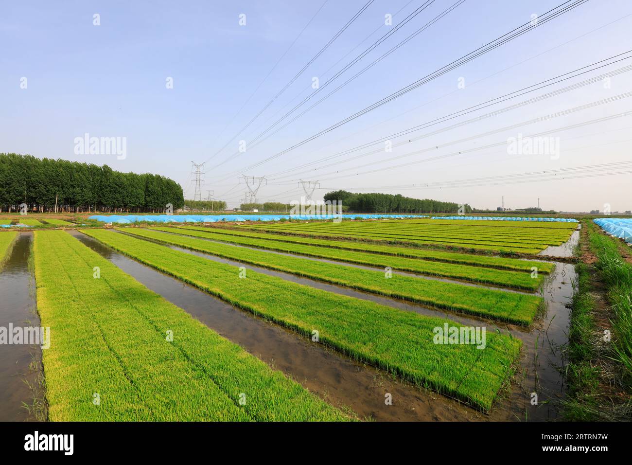 Rice seedling bed Stock Photo - Alamy