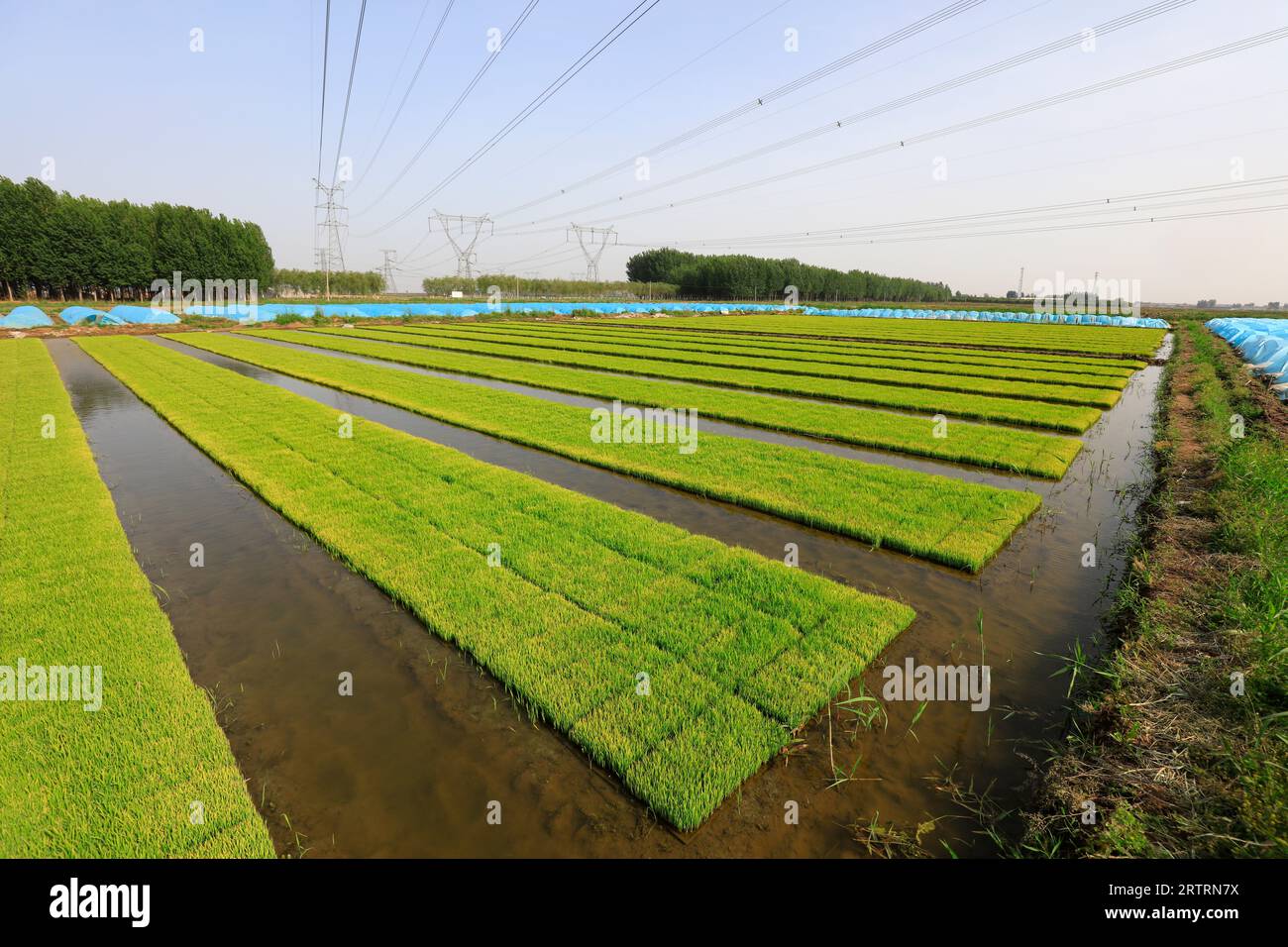 Rice seedling bed Stock Photo - Alamy
