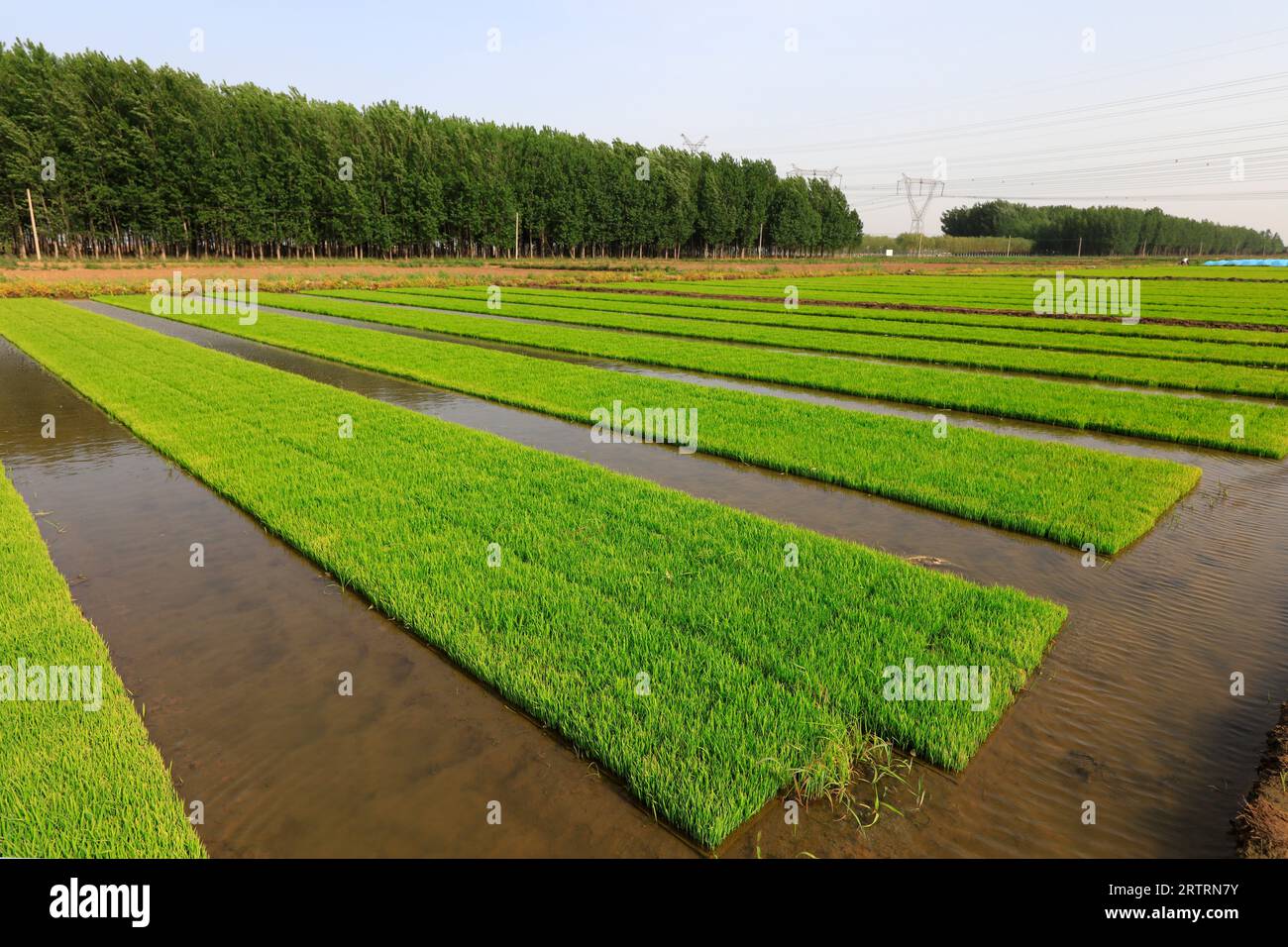 Rice seedling bed Stock Photo - Alamy