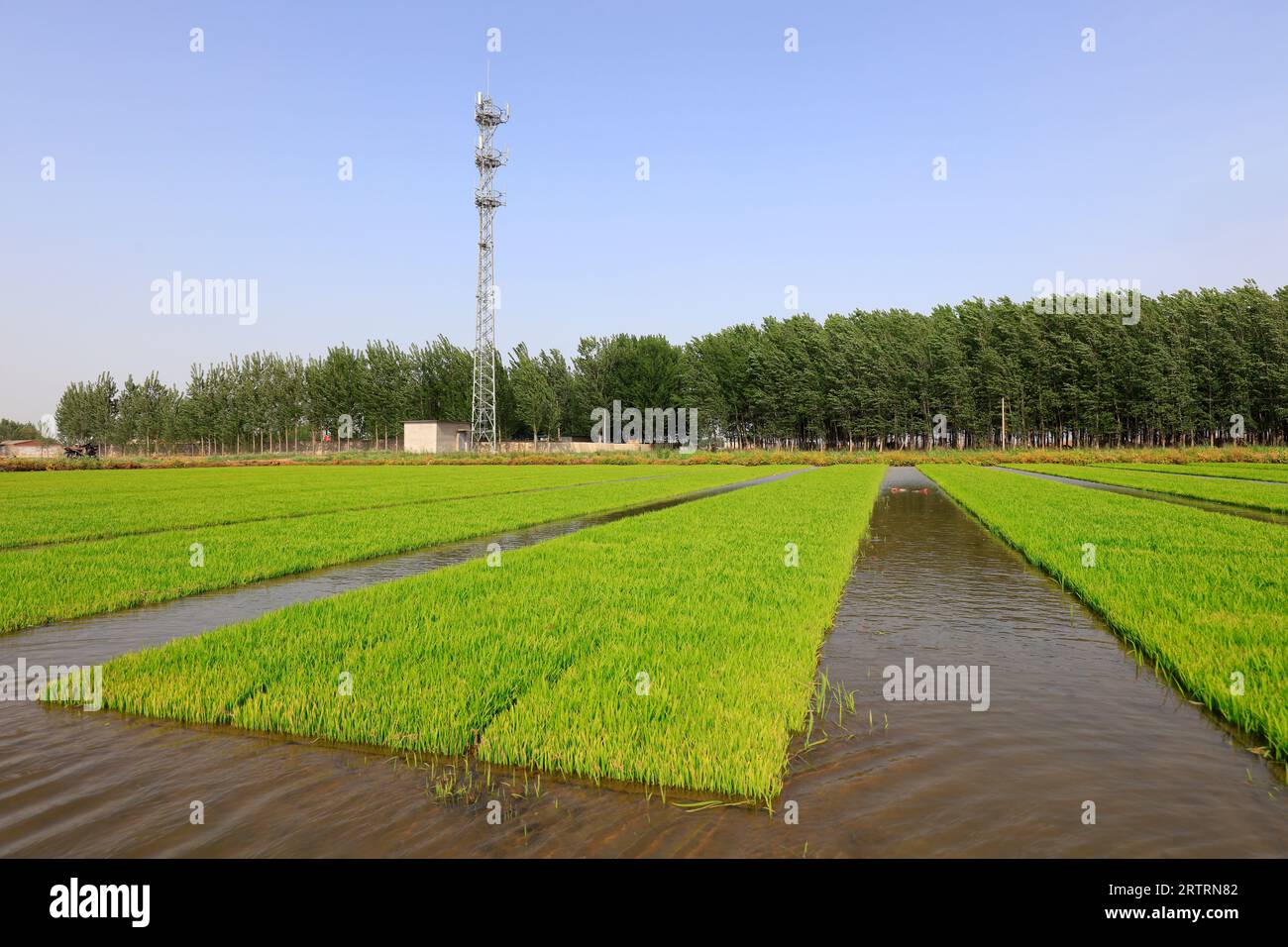 Rice seedling bed Stock Photo - Alamy