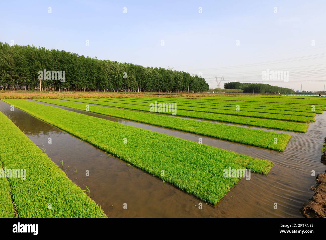 Rice seedling bed Stock Photo - Alamy