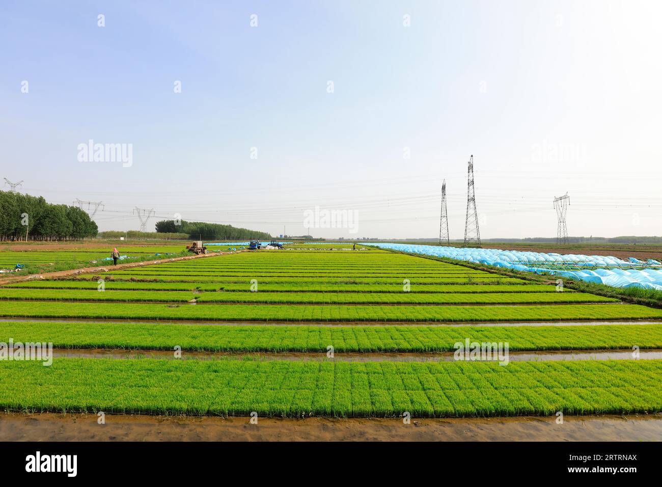 Rice seedling bed Stock Photo - Alamy