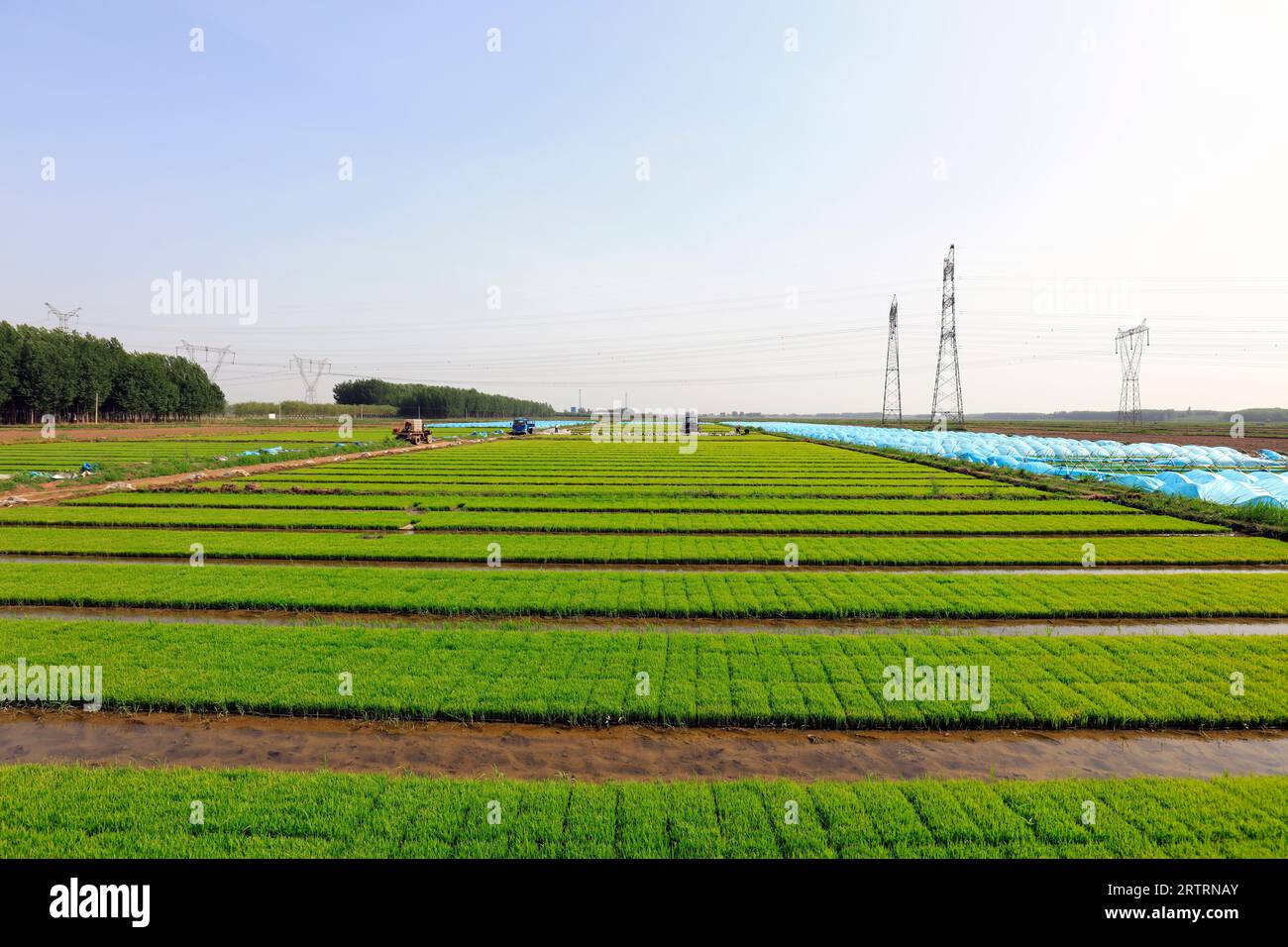 Rice seedling bed Stock Photo - Alamy