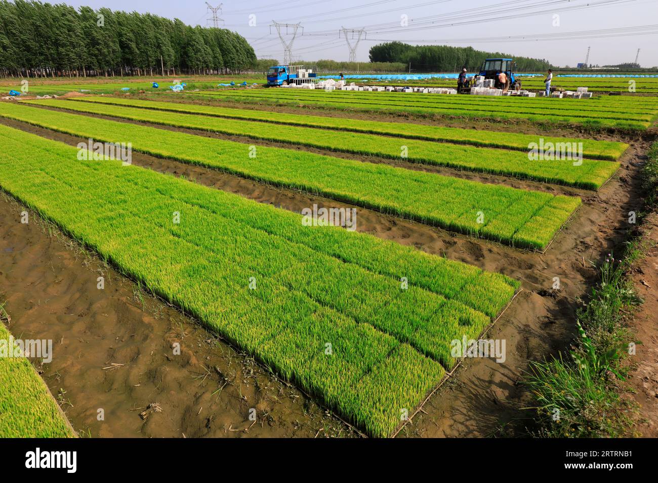 Rice seedling bed Stock Photo - Alamy