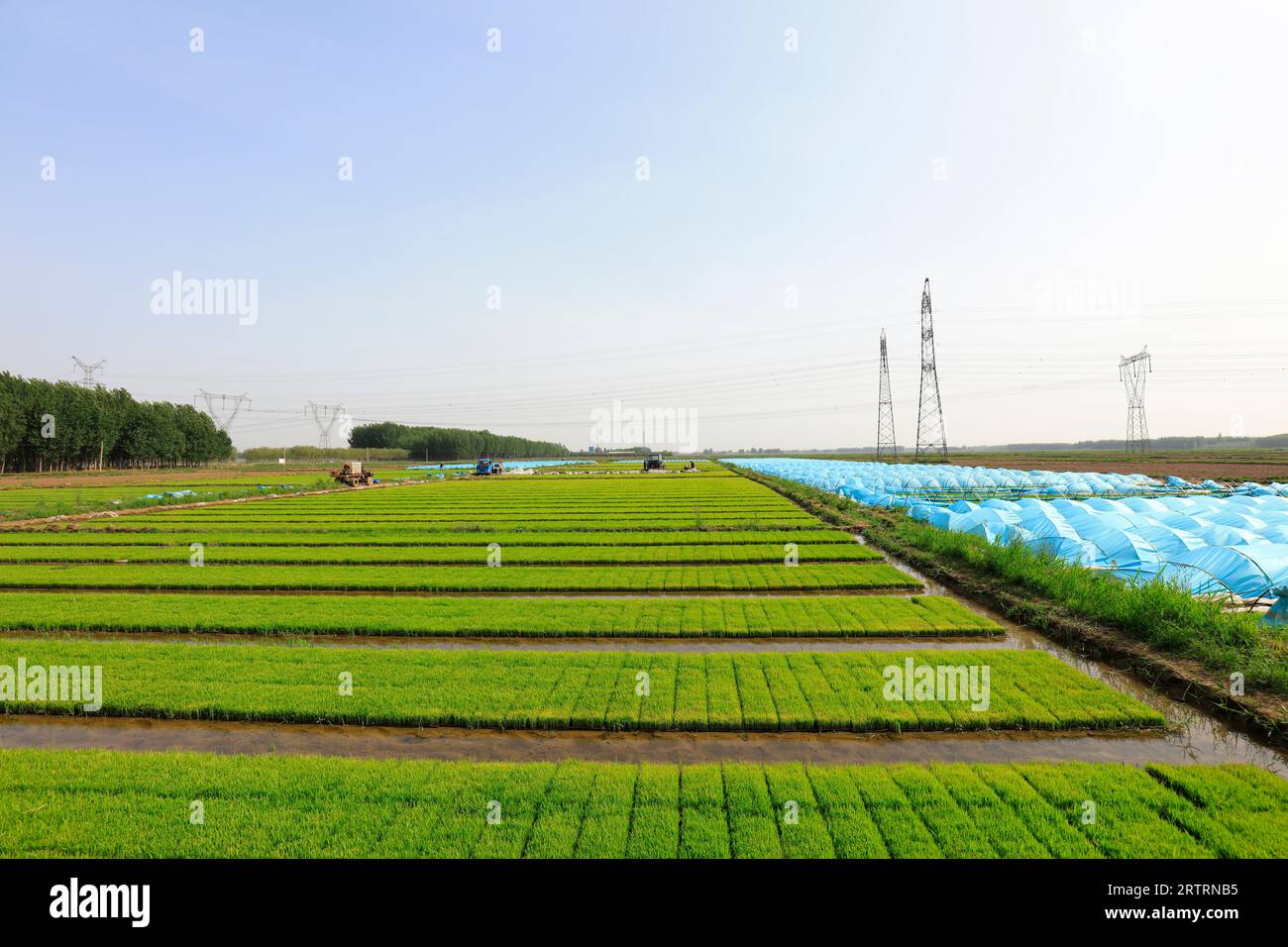 Rice seedling bed Stock Photo - Alamy