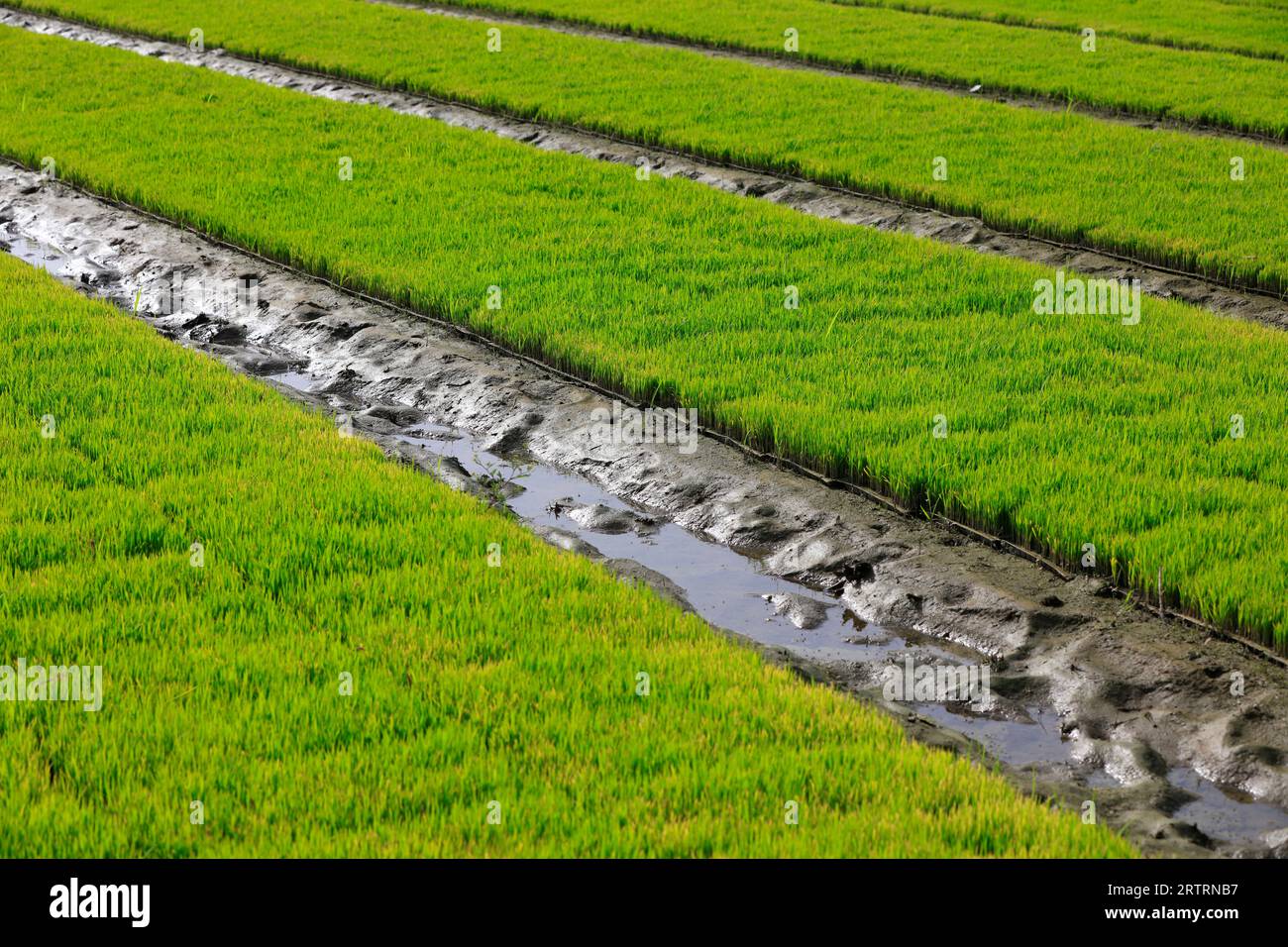 Rice seedling bed Stock Photo - Alamy