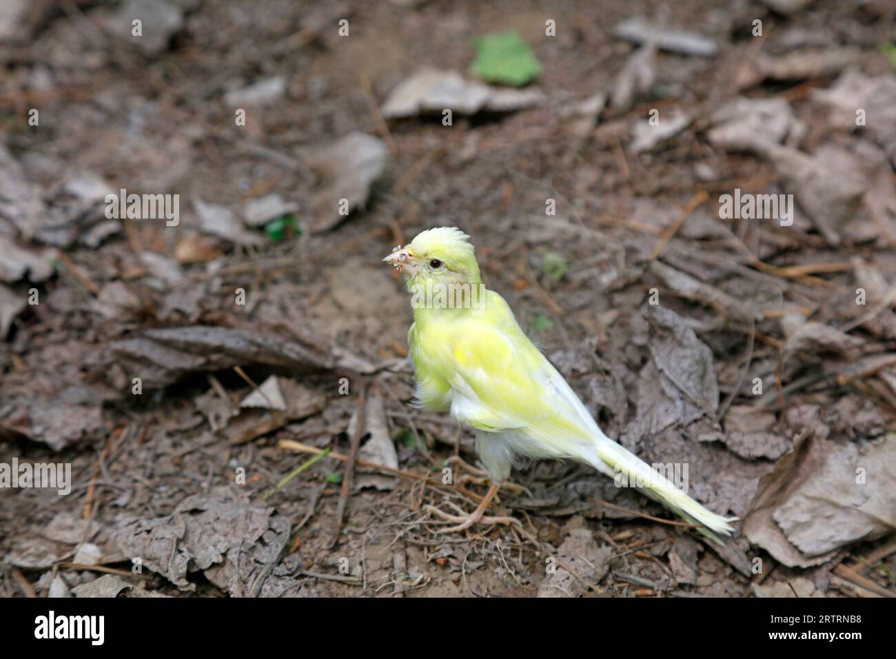 White jade birds hi-res stock photography and images - Alamy
