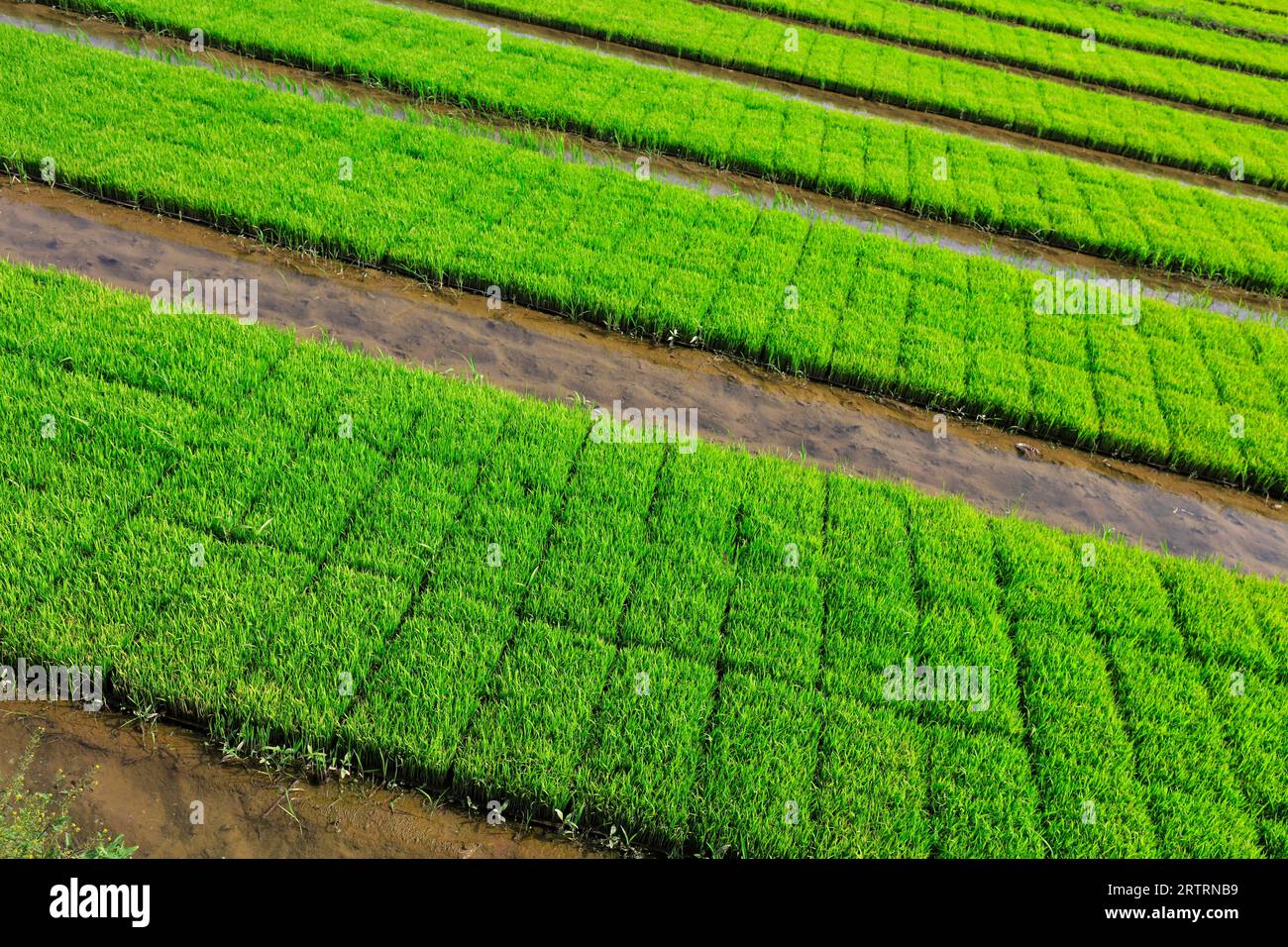 Rice seedling bed Stock Photo - Alamy