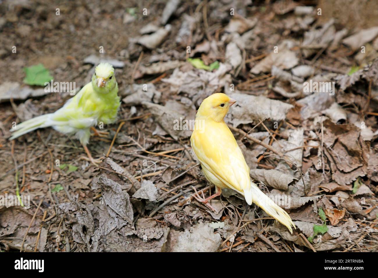 White jade birds in the natural state Stock Photo - Alamy