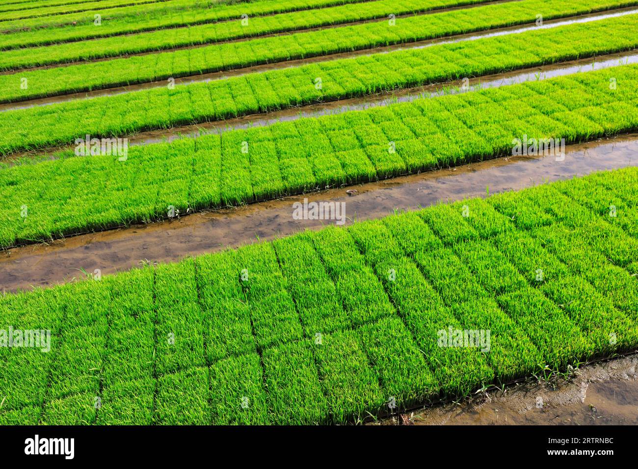 Rice seedling bed Stock Photo - Alamy