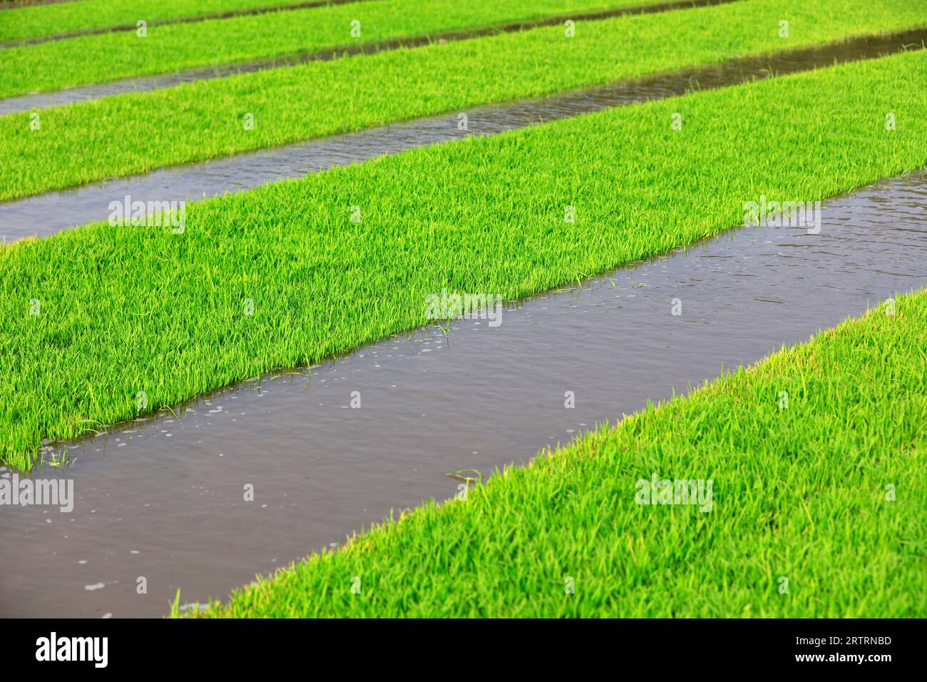 Seedling bed hi-res stock photography and images - Alamy
