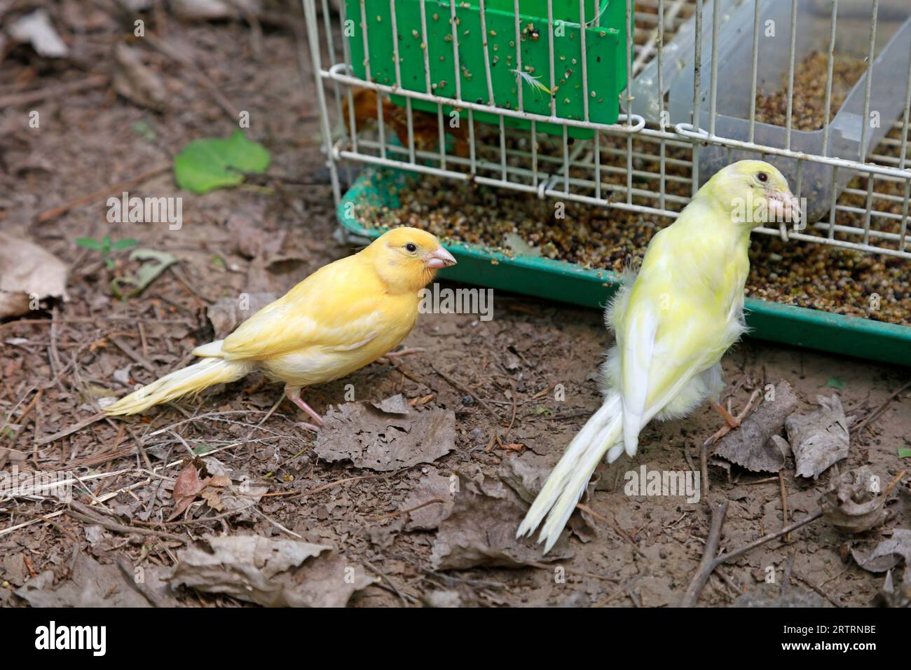white jade bird outside cage Stock Photo - Alamy