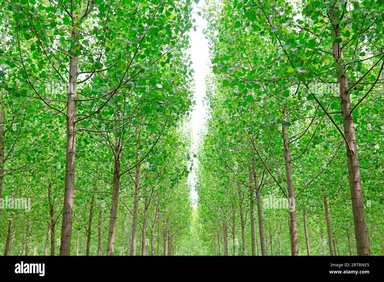 natural scenery of the poplar forest Stock Photo - Alamy
