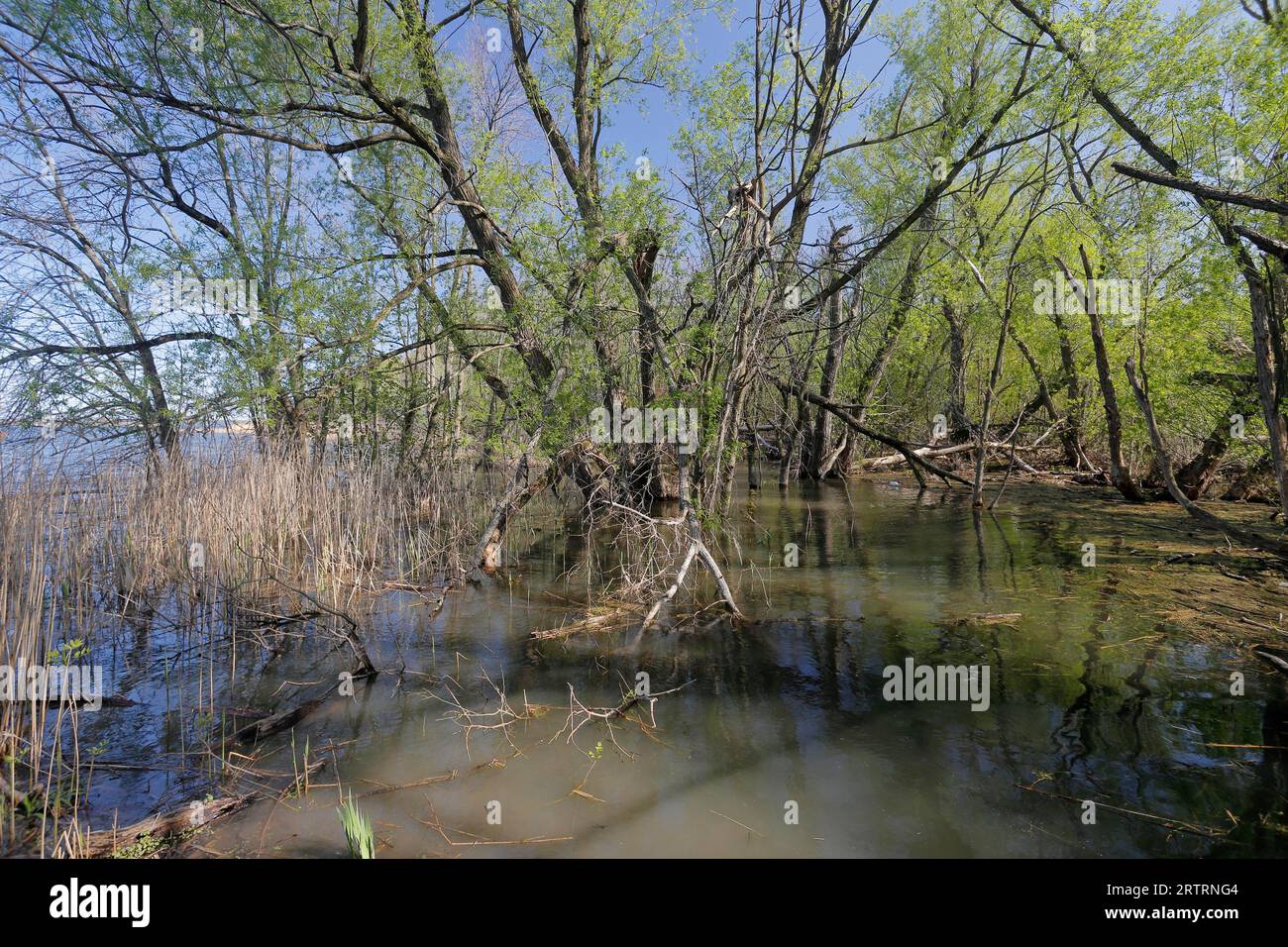 Nature, flooding, submerged trees, Province of Quebec, Canada Stock ...