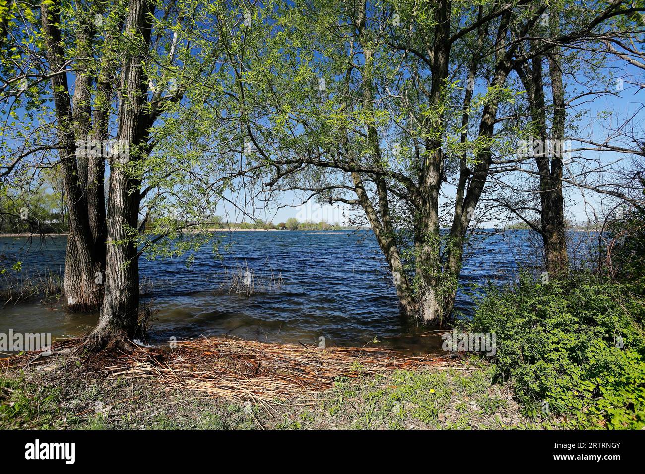 Nature, flooding, submerged trees, Province of Quebec, Canada Stock ...
