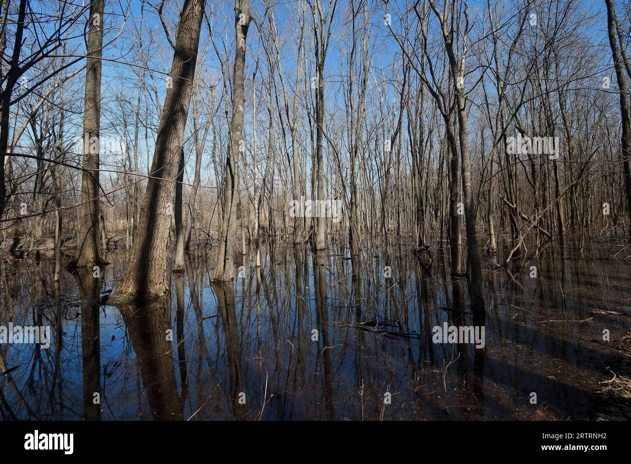 Nature, flooding, submerged trees, Province of Quebec, Canada Stock ...