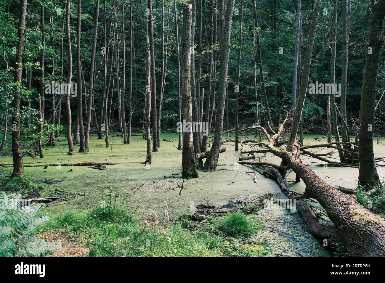 Green water algae hi-res stock photography and images - Alamy