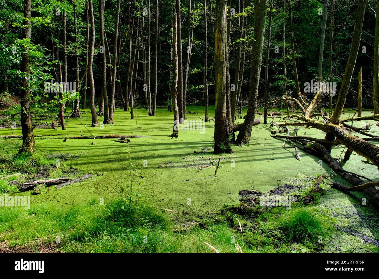 Green water algae hi-res stock photography and images - Alamy