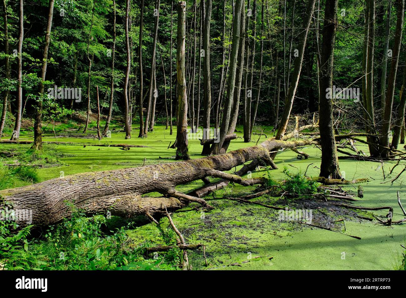 Green water algae hi-res stock photography and images - Alamy