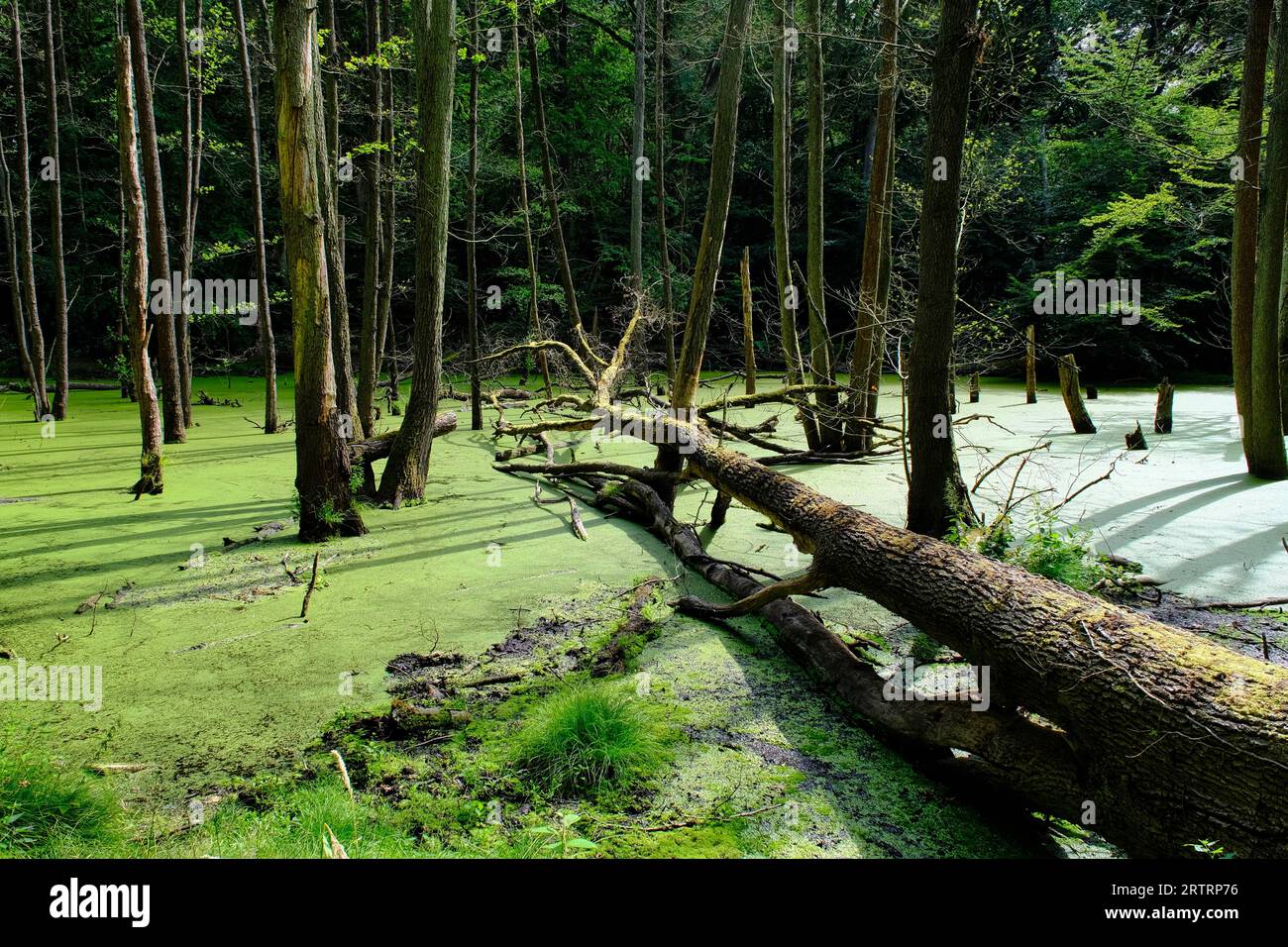 Green water algae hi-res stock photography and images - Alamy