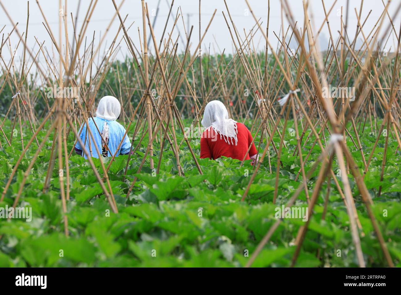Peasant woman is busy in the vegetable garden, Luannan County, Hebei ...