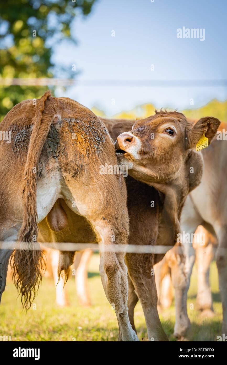 Cow in outdoor enclosure, Black Forest, Gechingen, Germany Stock Photo ...