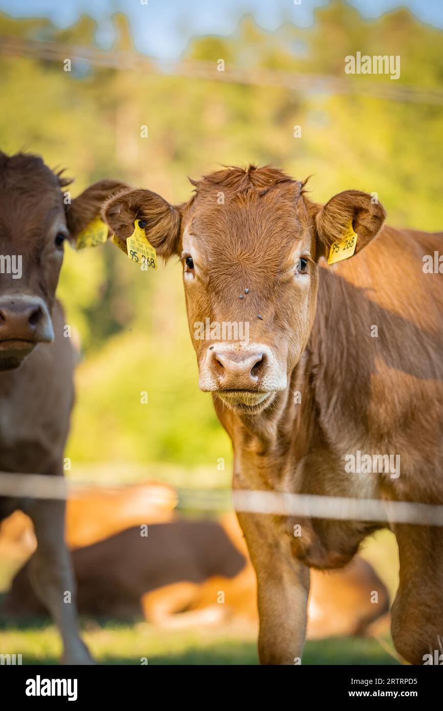 Cow in outdoor enclosure, Black Forest, Gechingen, Germany Stock Photo ...