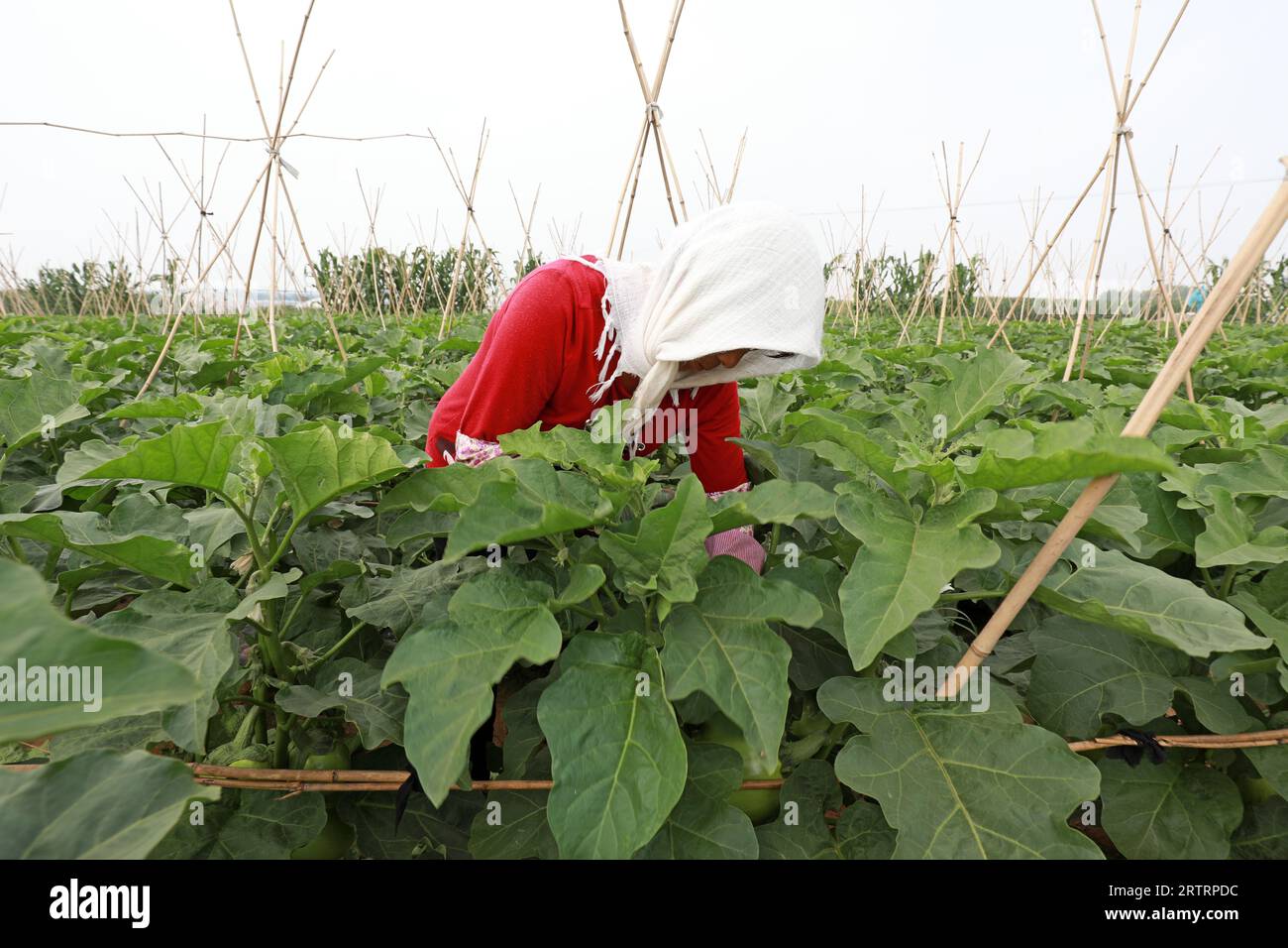 Hebei province and woman hi-res stock photography and images - Alamy