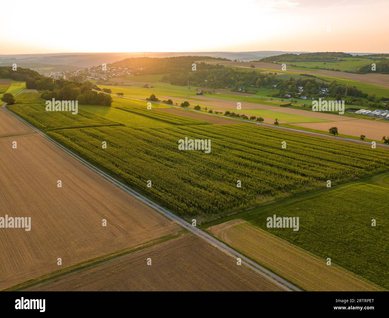 Aerial view of a maize field at sunset, Black Forest, Calw, Germany ...