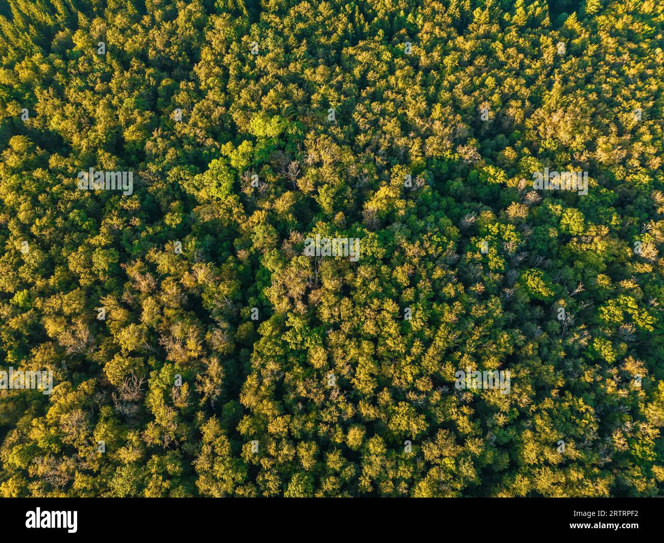 Aerial view of endless forests, Gechingen, Black Forest, Germany Stock ...