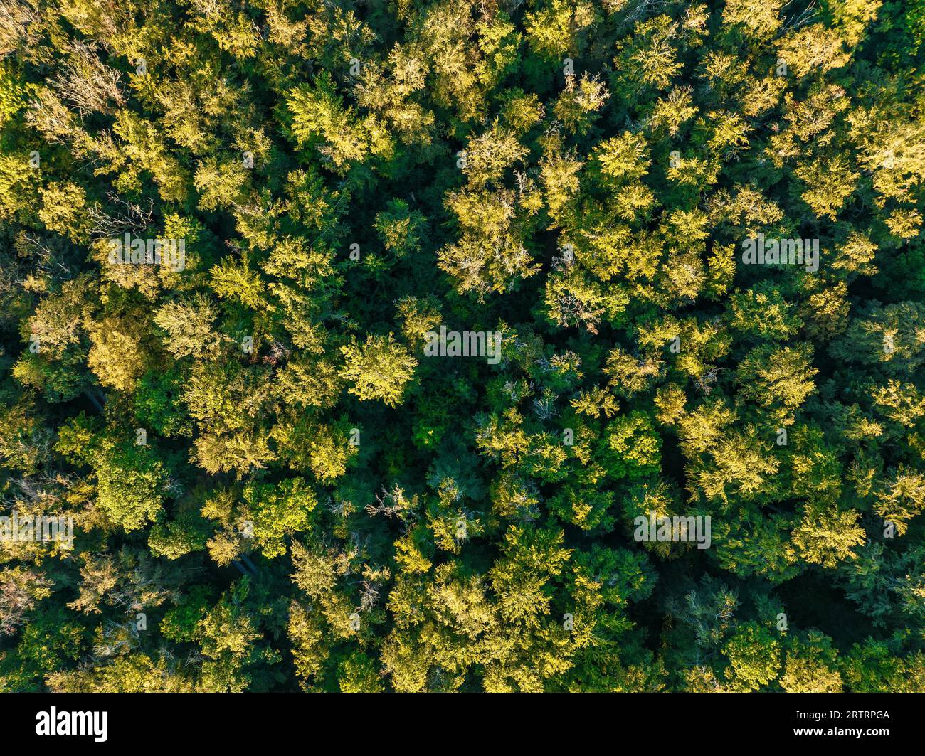 Aerial view endless forest hi-res stock photography and images - Alamy