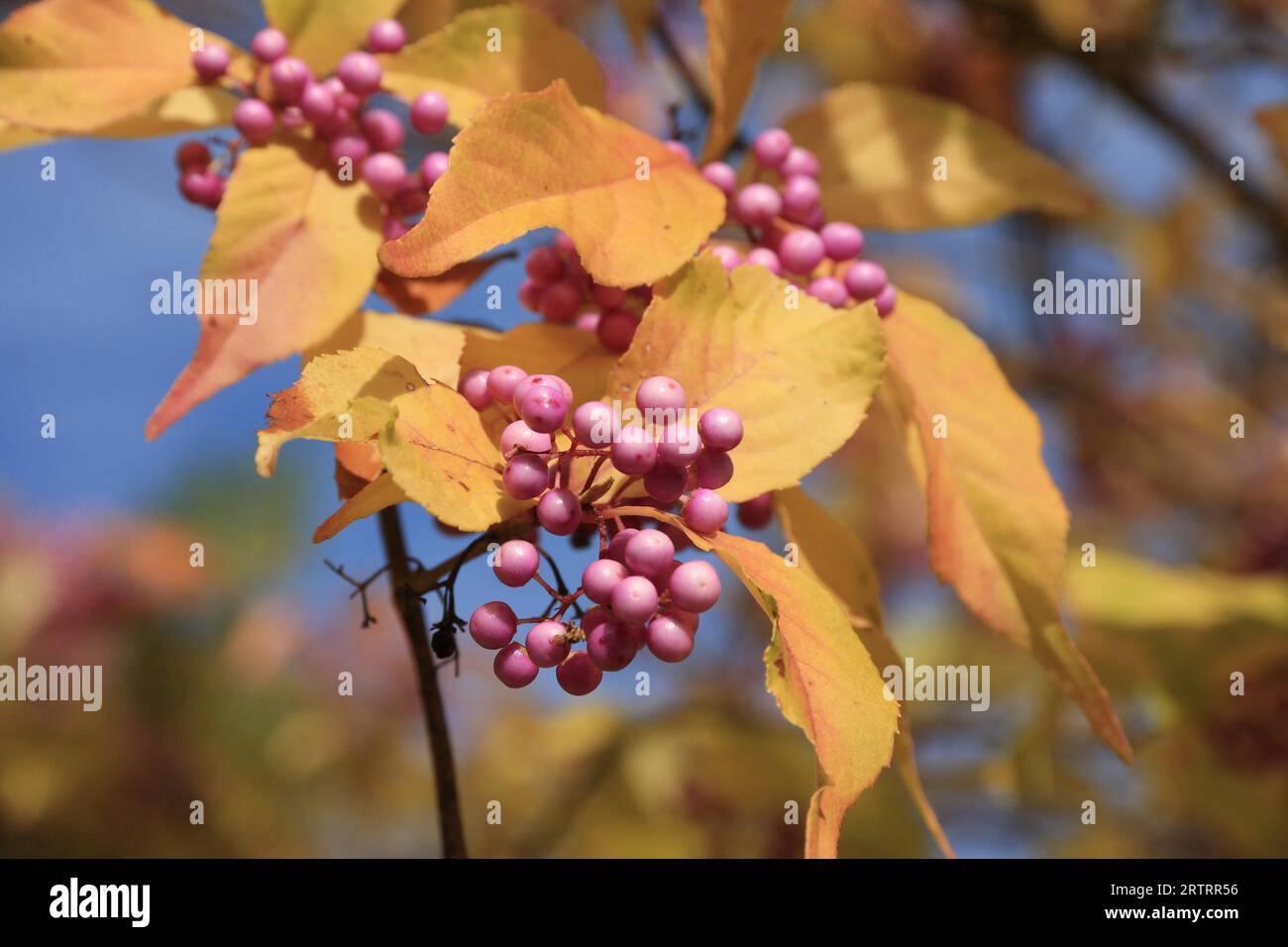 Love pearl bush, background blue sky Stock Photo - Alamy