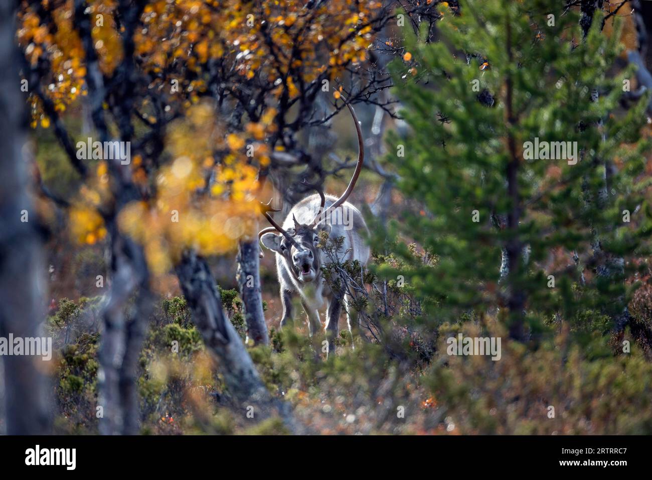Bull Reindeer (Rangifer tarandus) in the rut, Bull Reindeer in the rut ...