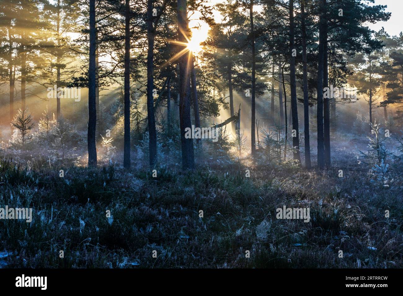 After a cold night, the first rays of the morning sun fight their way ...