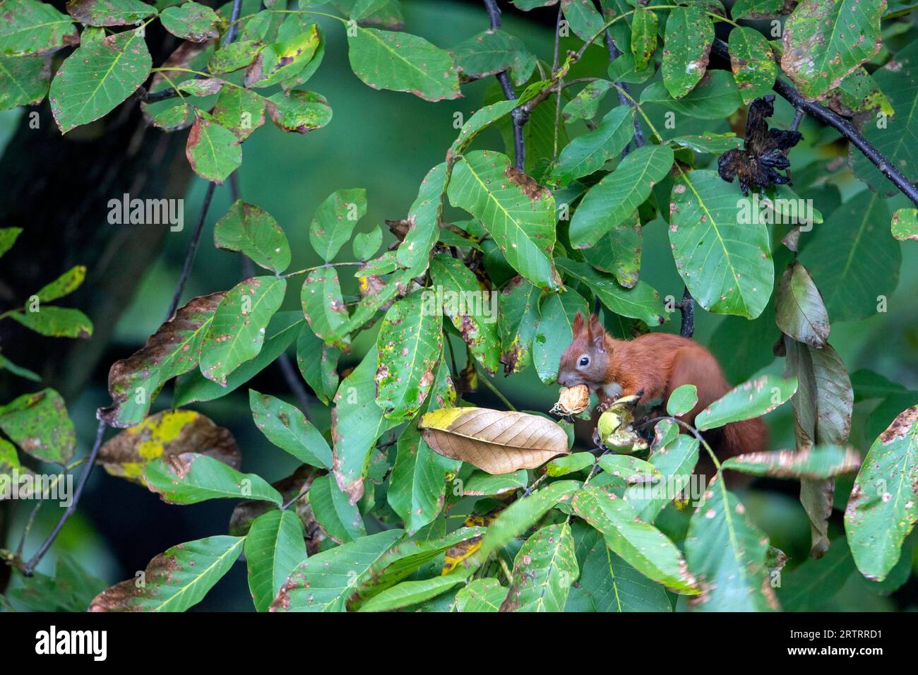 Eurasian red squirrel (Sciurus vulgaris) can easily bridge distances of ...