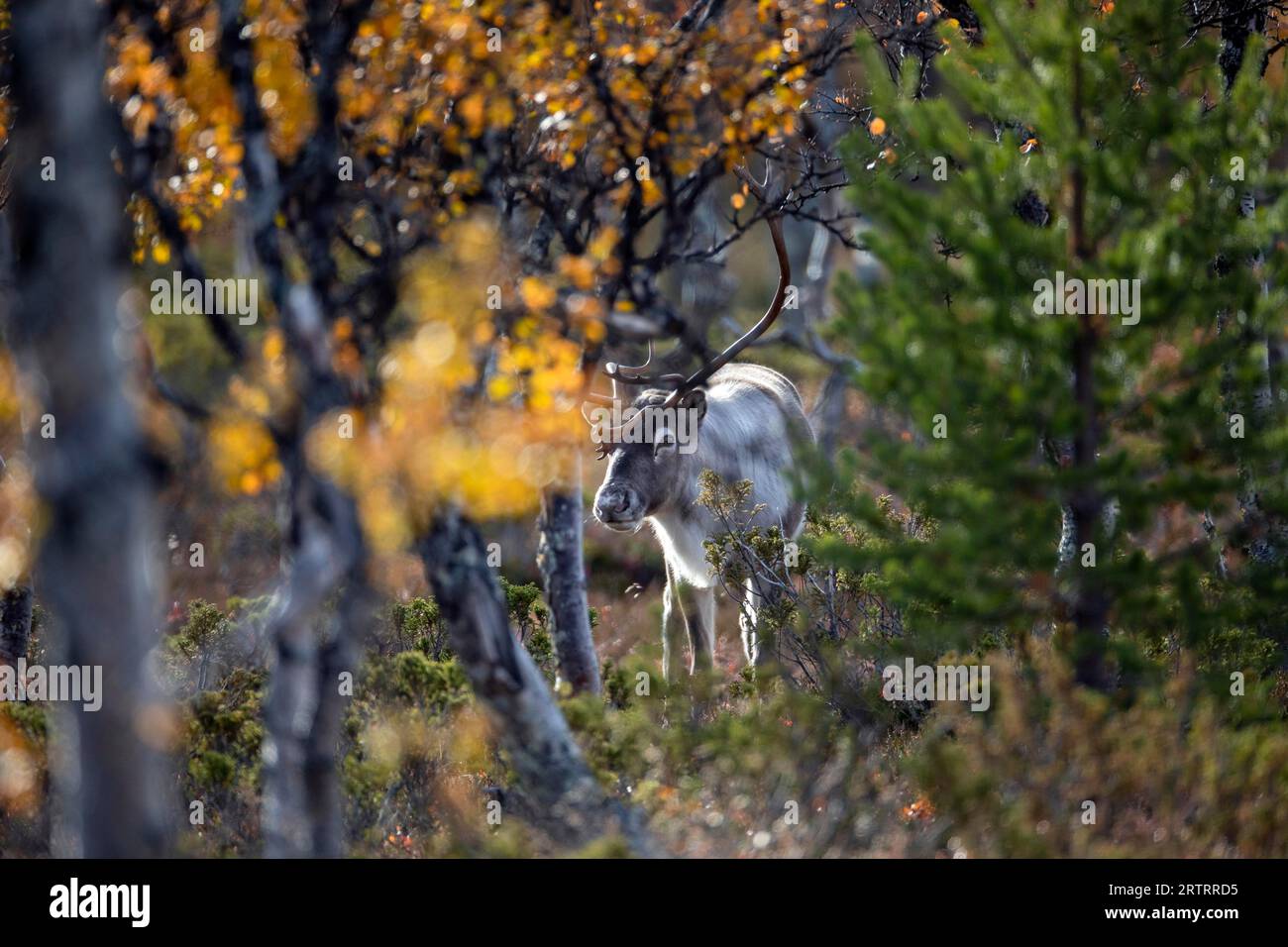 Bull Reindeer (Rangifer tarandus) in the rut, Bull Reindeer in the rut ...