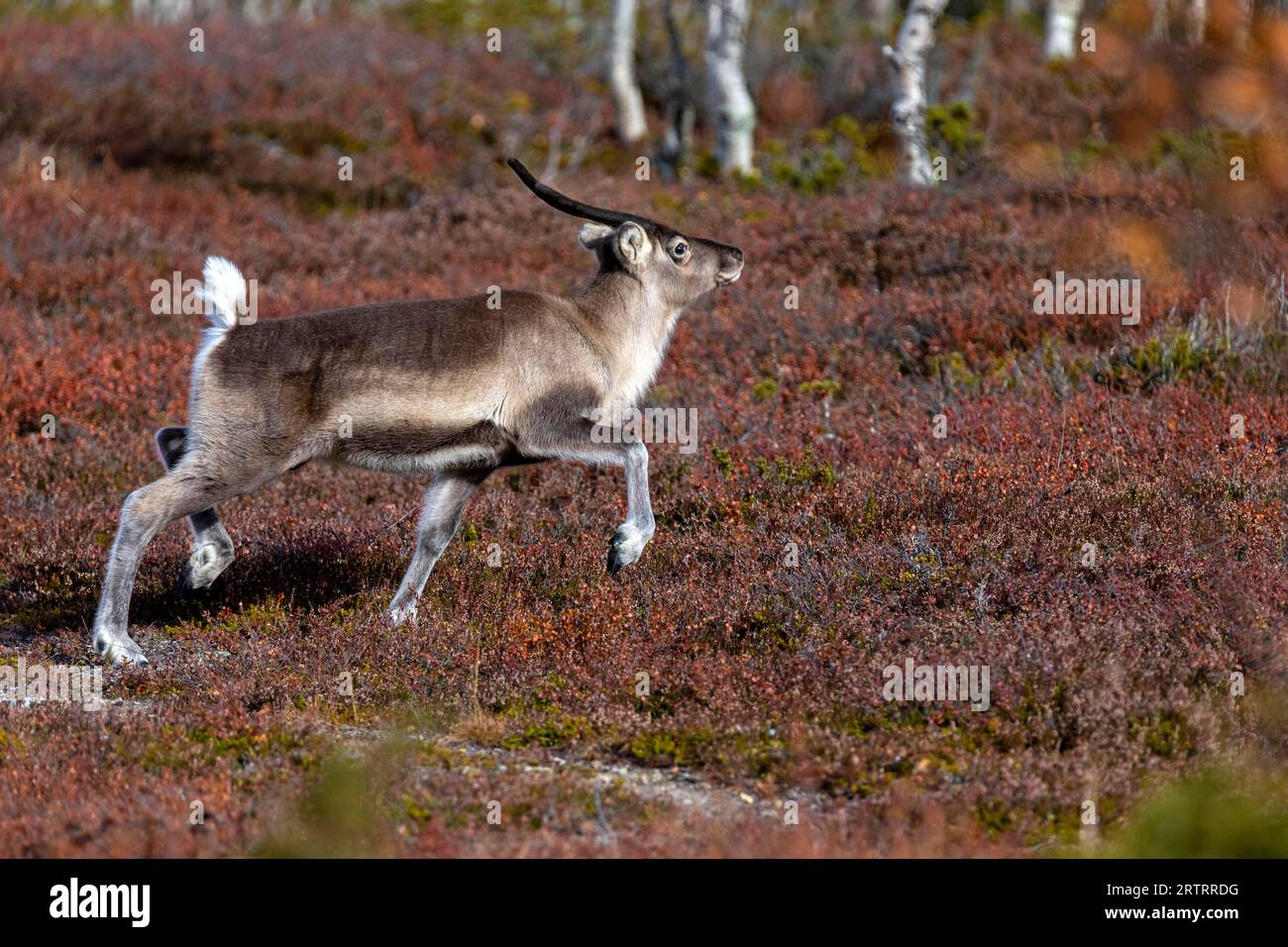 When the antler growth of the reindeer (Rangifer tarandus) is completed ...